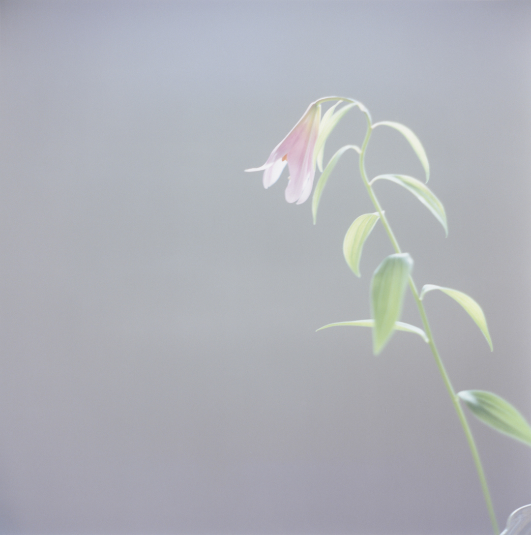 RINKO KAWAUCHI. M/E – Fondazione Sozzani